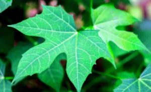 4 incredible health benefits of chaya plants | Fakaza News