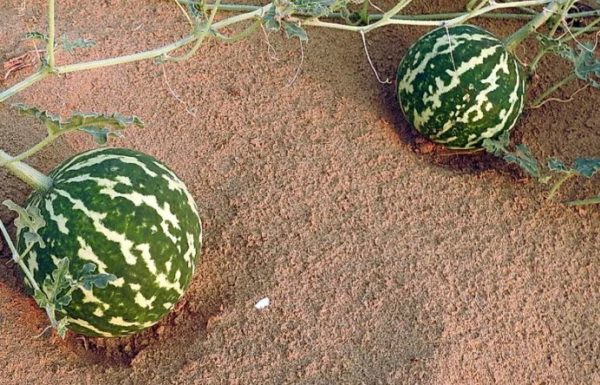 The 10 most poisonous fruits in the world | Fakaza News