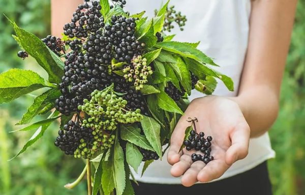 The 10 most poisonous fruits in the world | Fakaza News