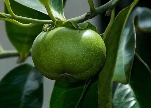 The 10 most poisonous fruits in the world | Fakaza News