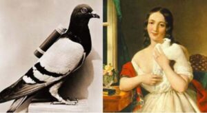 How early humans used birds to send messages | Fakaza News