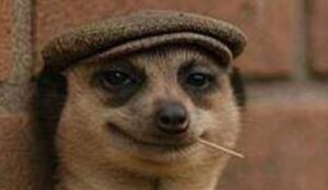 7 interesting facts about Meerkats, the animal in the viral meme ...